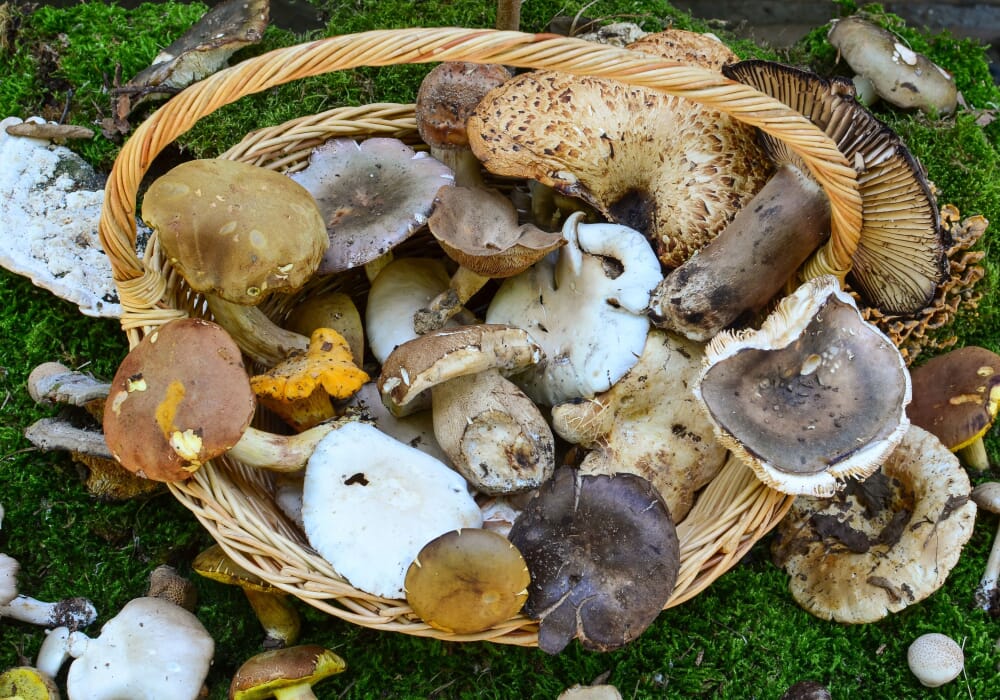 Home page | Comune di Temù